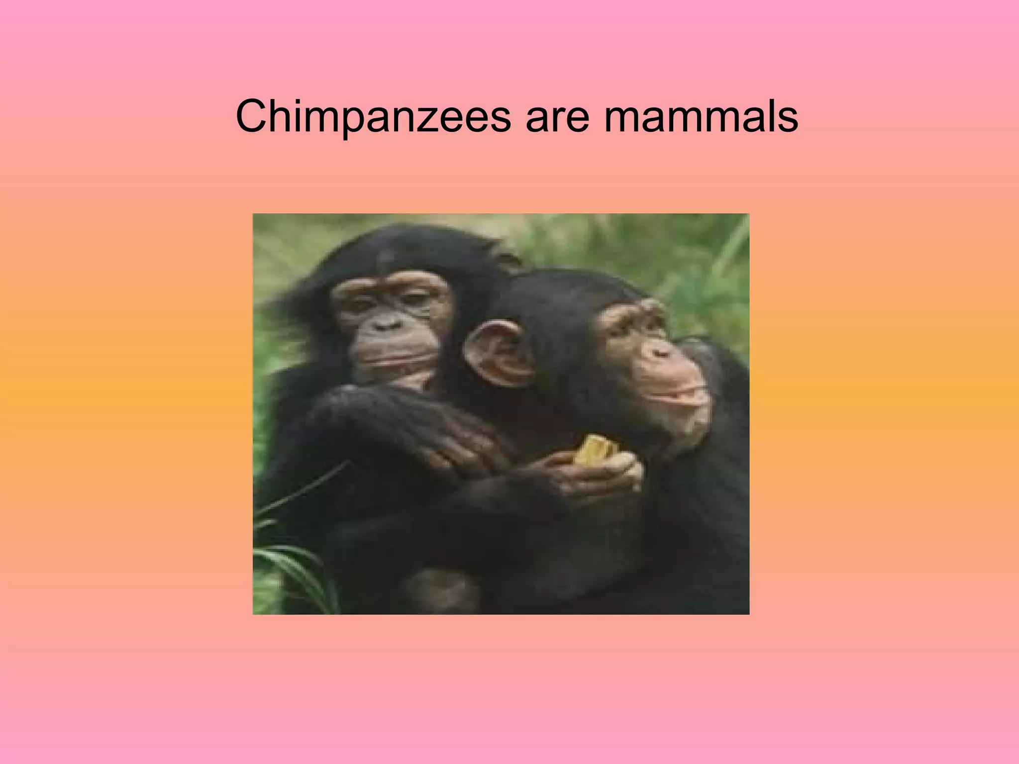 Ioritz chimpanzees | PPS