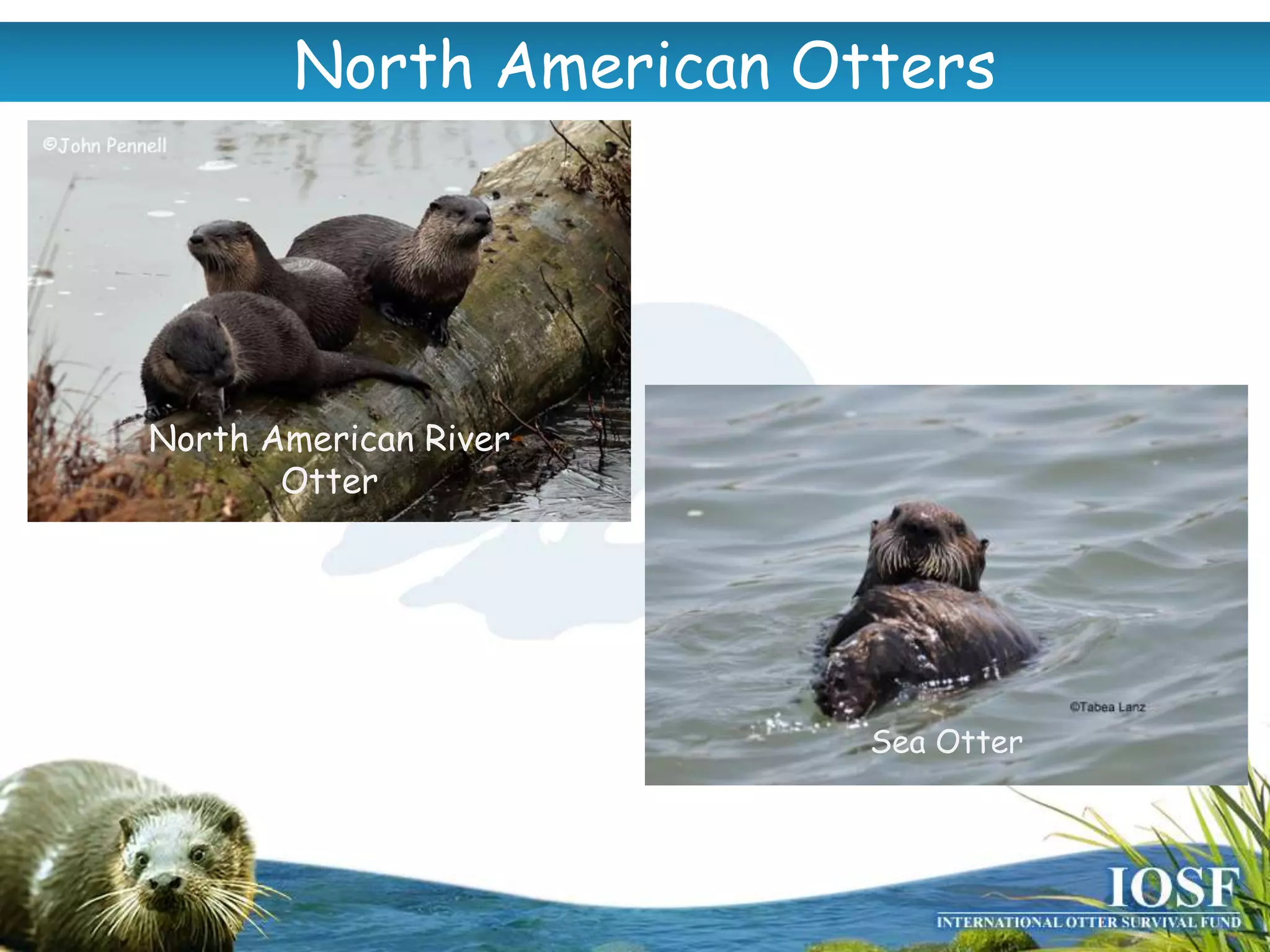 Otters, the environment and our role - Children's | PPTX