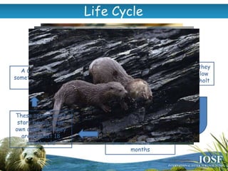 Otters, the environment and our role - Children's | PPTX