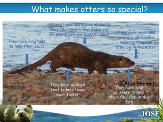 Otters, the environment and our role - Children's | PPTX
