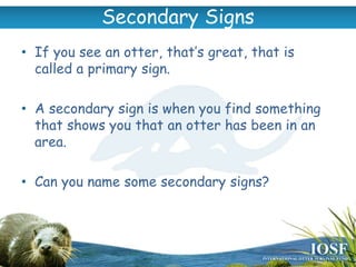 Otters, the environment and our role - Children's | PPTX