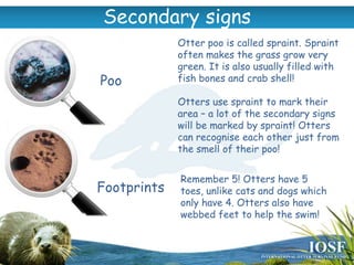 Otters, the environment and our role - Children's | PPTX