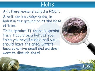 Otters, the environment and our role - Children's | PPTX