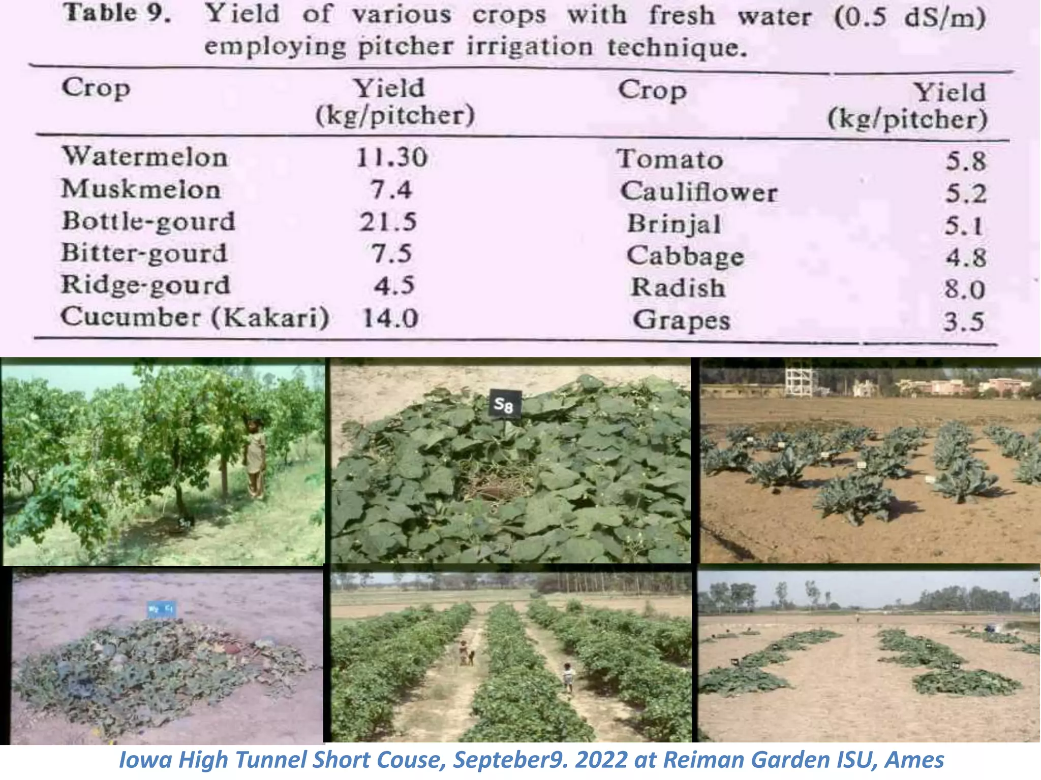 Pitcher Irrigation - An ancient method of micro irrigation to overcome ...