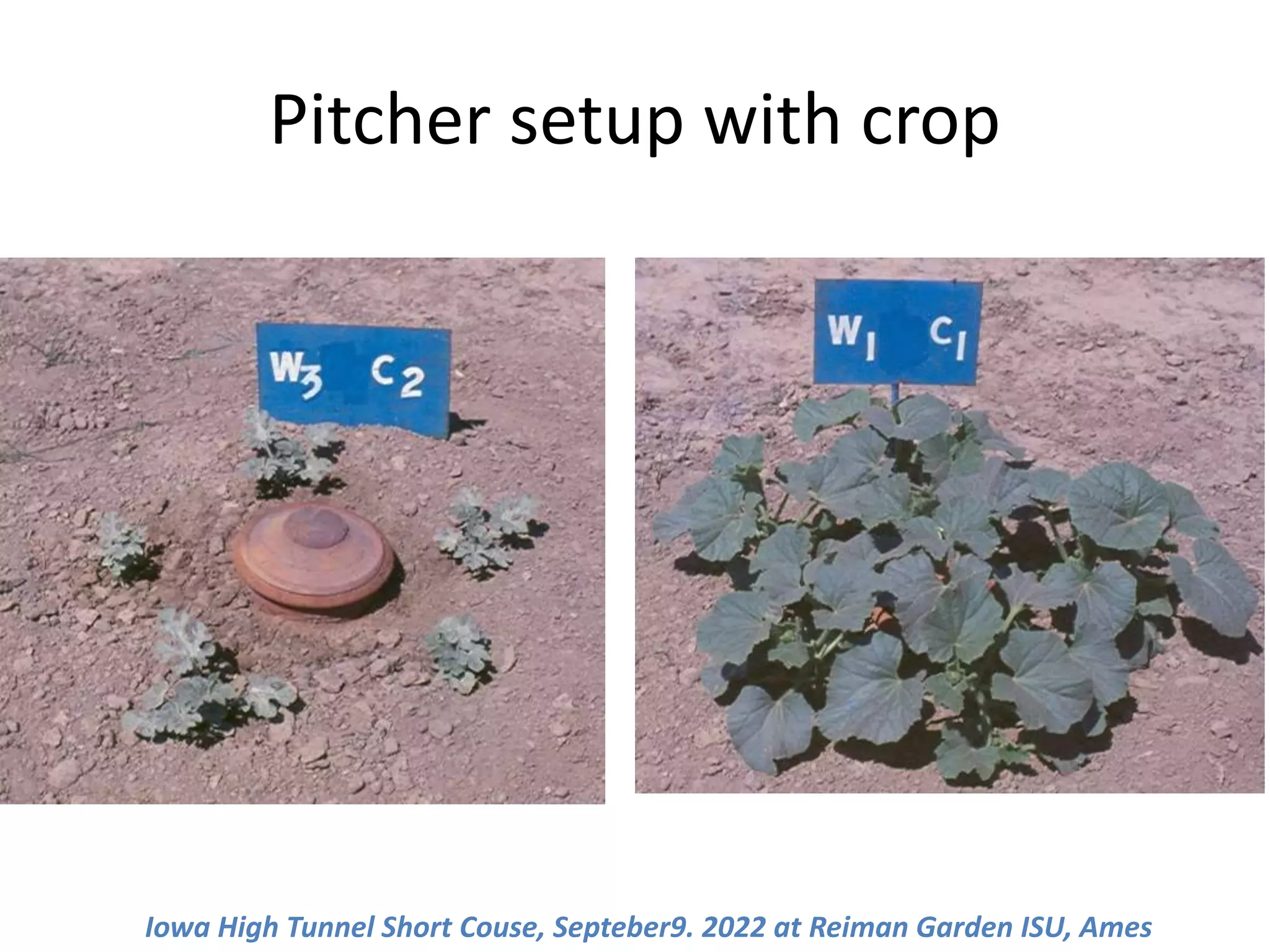 Pitcher Irrigation - An ancient method of micro irrigation to overcome ...