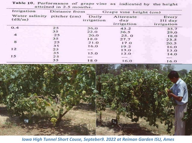 Pitcher Irrigation - An ancient method of micro irrigation to overcome ...