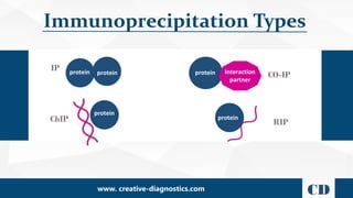 Immunoprecipitation (IP) - Creative Diagnostics | PPT | Chemistry | Science