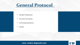 Immunoprecipitation (IP) - Creative Diagnostics | PPT | Chemistry | Science