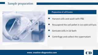 Immunoprecipitation (IP) - Creative Diagnostics | PPT | Chemistry | Science