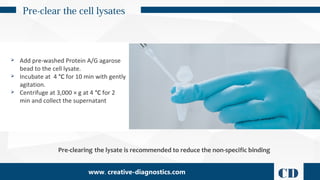 Immunoprecipitation (IP) - Creative Diagnostics | PPT