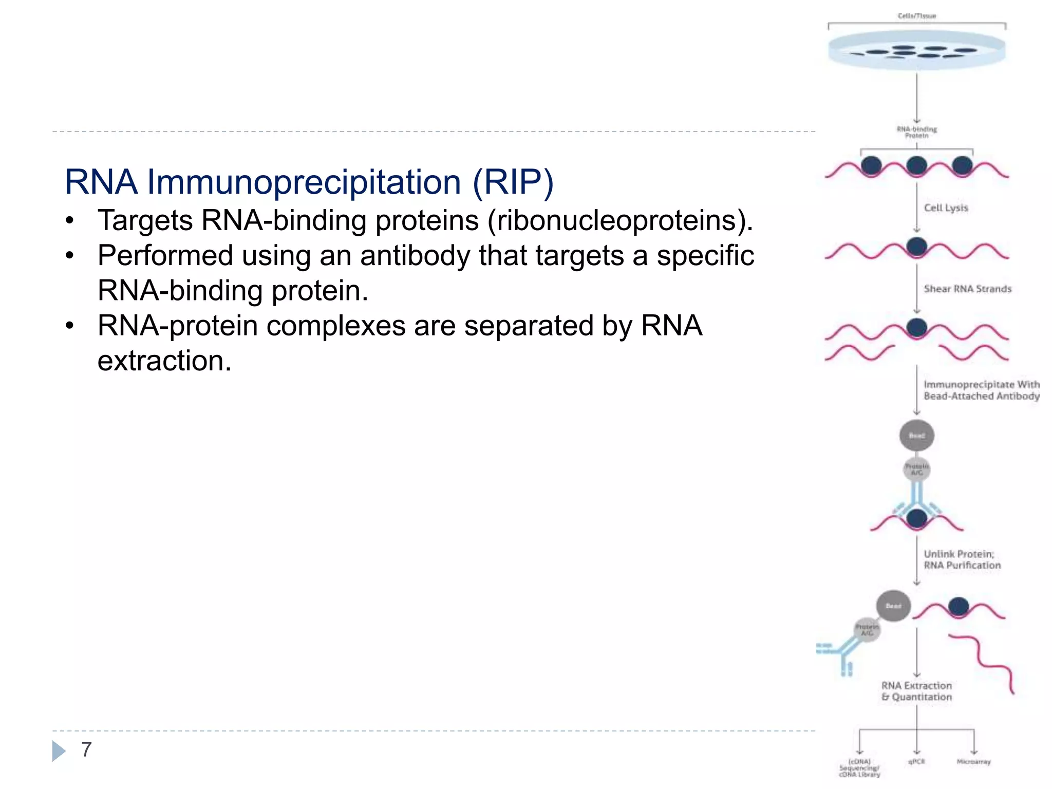 IMMUNOPRECIPITATION | PPTX | Chemistry | Science