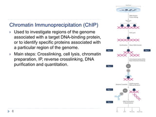 IMMUNOPRECIPITATION | PPTX