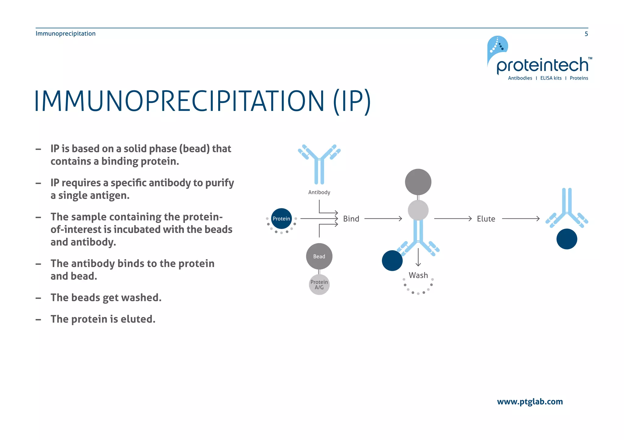 Immunoprecipitation Overview And Technical Tips Pdf