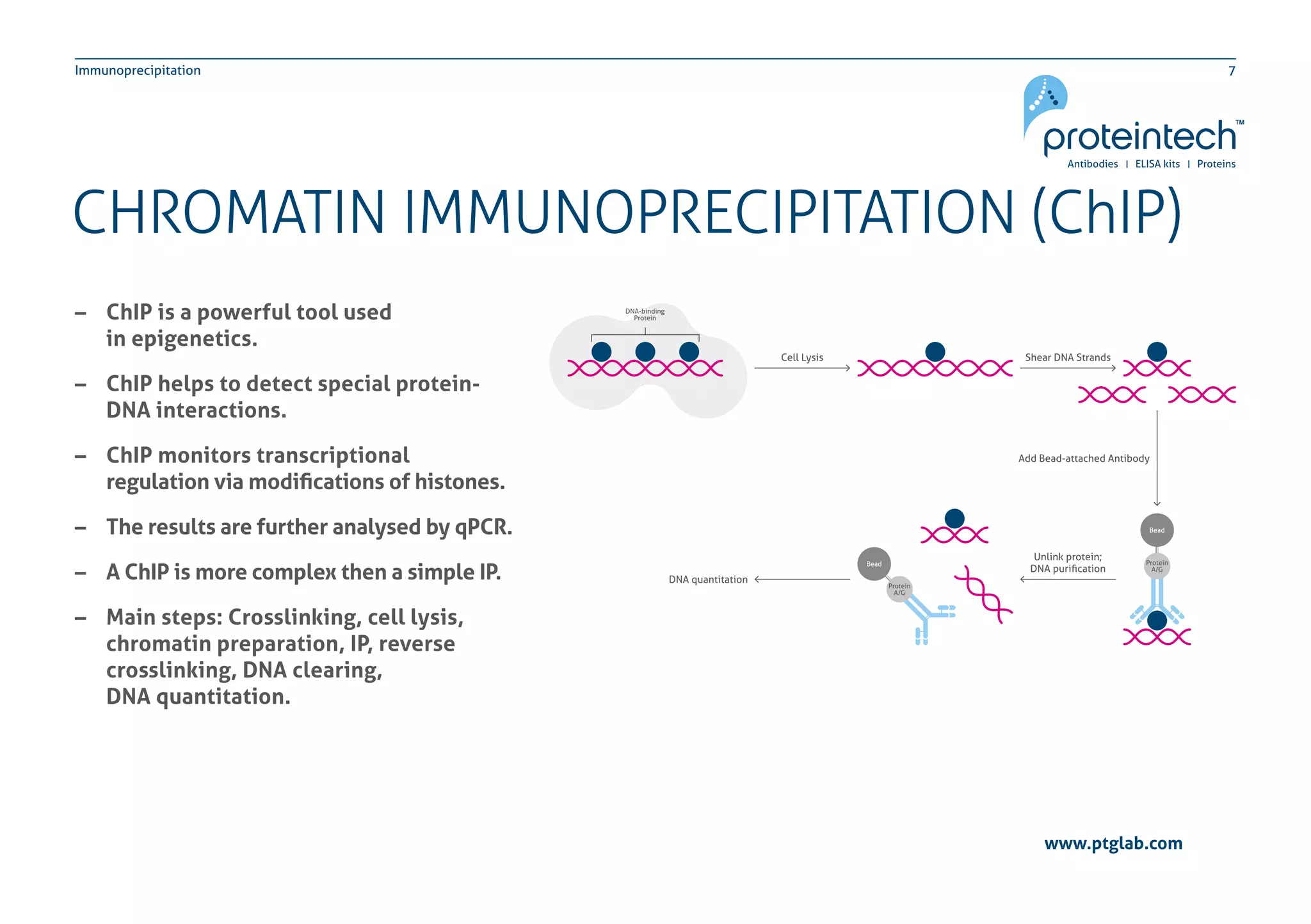 Immunoprecipitation Overview And Technical Tips Pdf