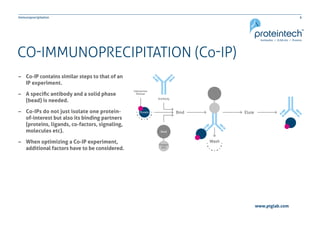 Immunoprecipitation - Overview and technical tips | PDF