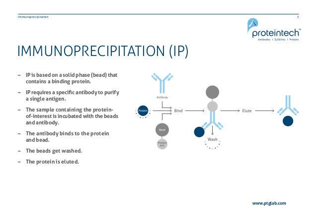 Immunoprecipitation - Overview and technical tips