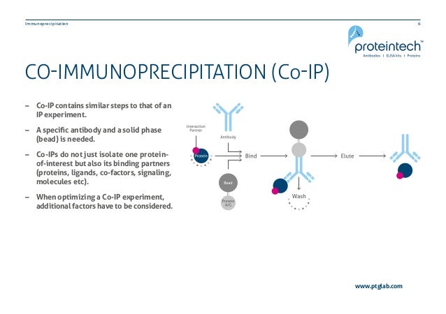 Immunoprecipitation - Overview and technical tips