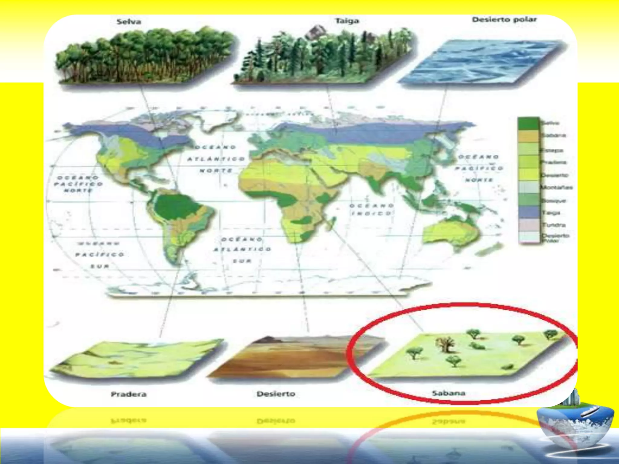 Bioma Padang Rumput | PPTX