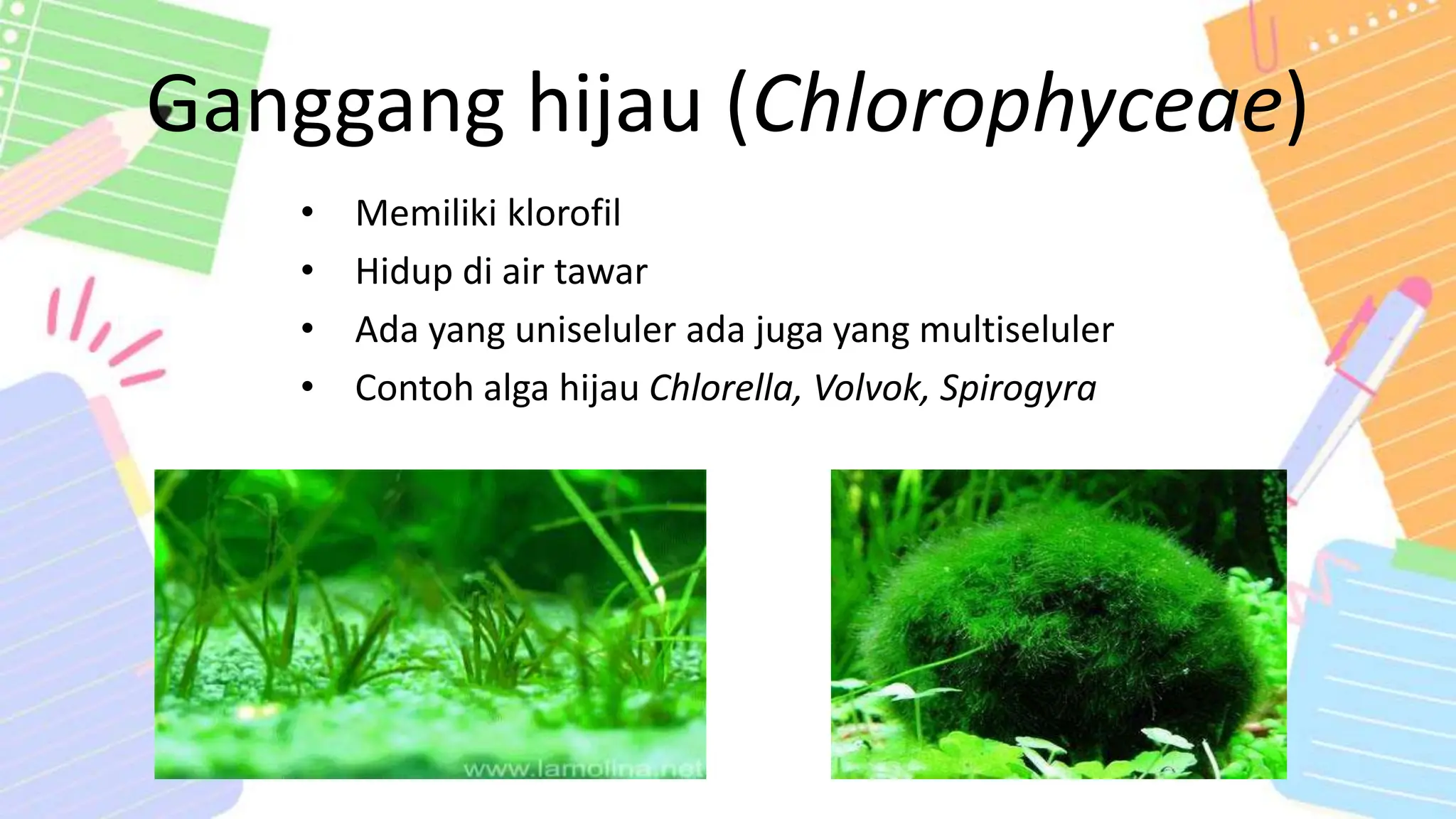 IPA - KELAS 7 - KINGDOM MONERA & PROTISTA.ppt