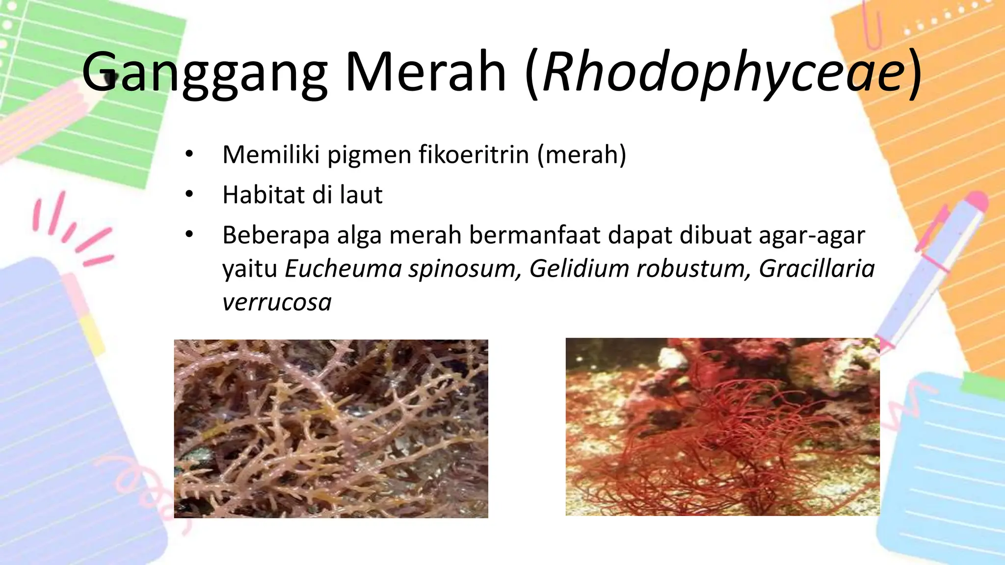 IPA - KELAS 7 - KINGDOM MONERA & PROTISTA.ppt
