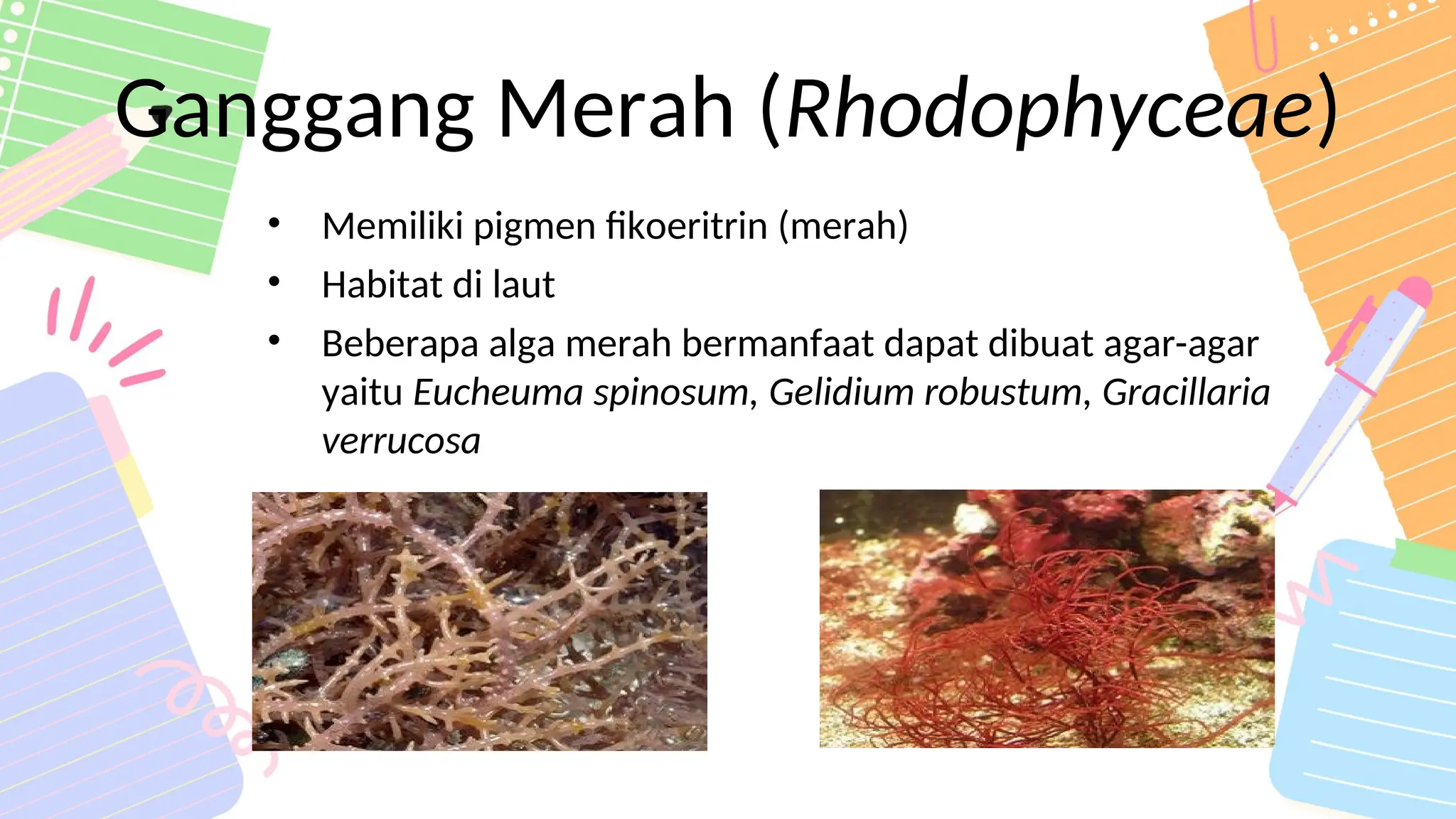 IPA - KELAS 7 - KINGDOM MONERA & PROTISTA.ppt