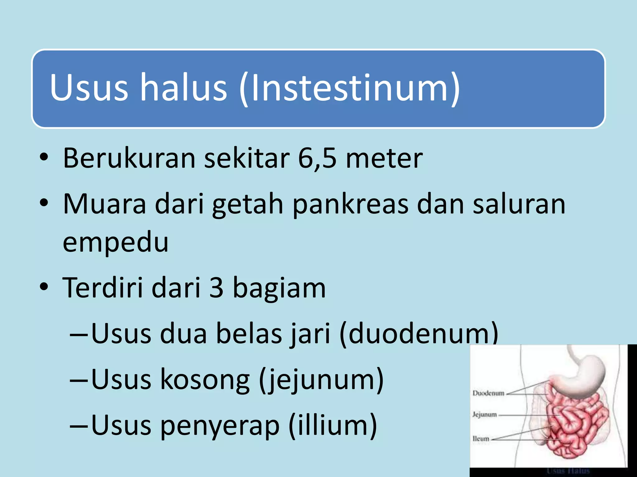 IPA-KELAS 8 - SISTEM PENCERNAAN PADA MANUSIA 2.pptx