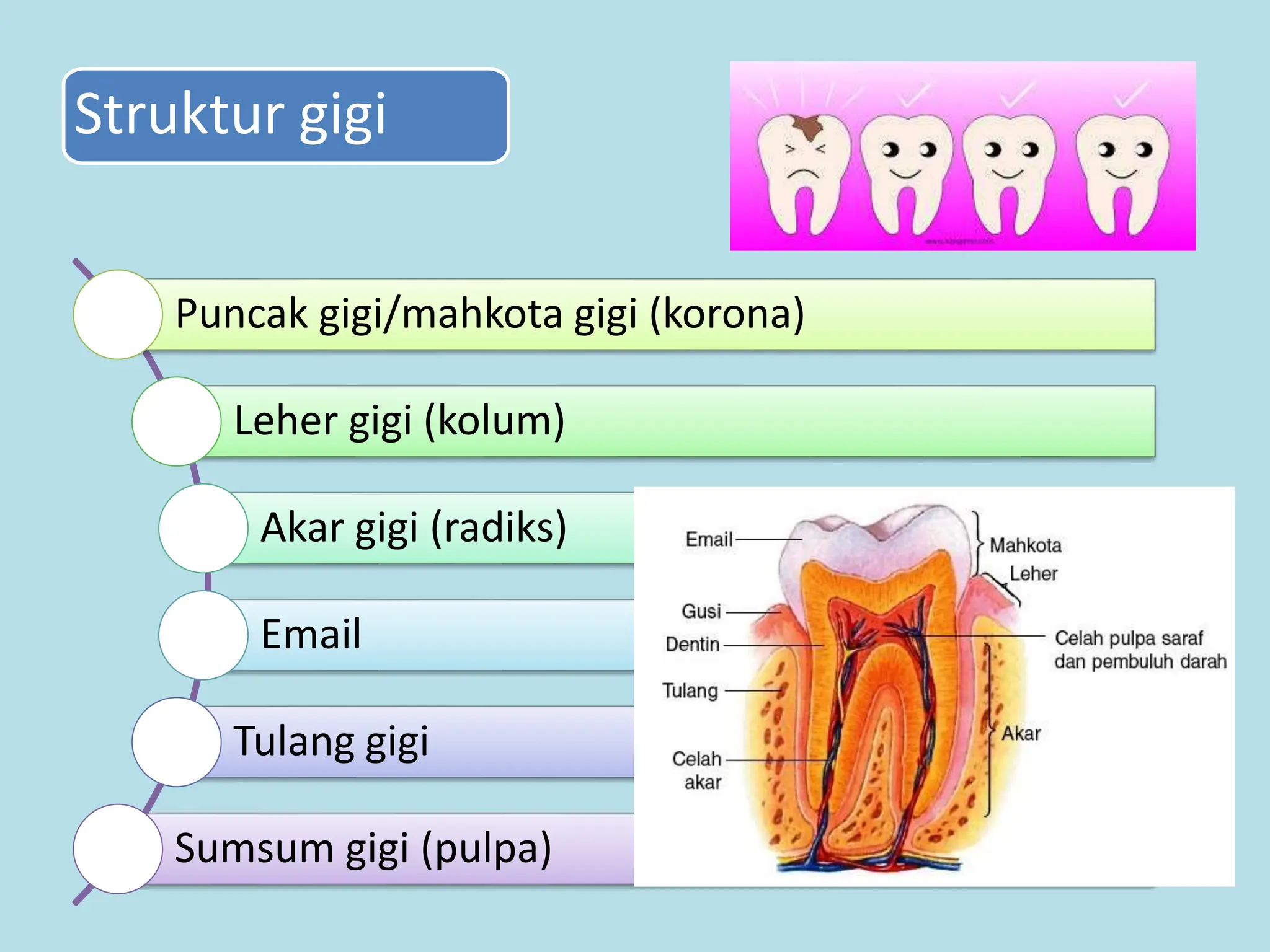 IPA-KELAS 8 - SISTEM PENCERNAAN PADA MANUSIA 2.pptx