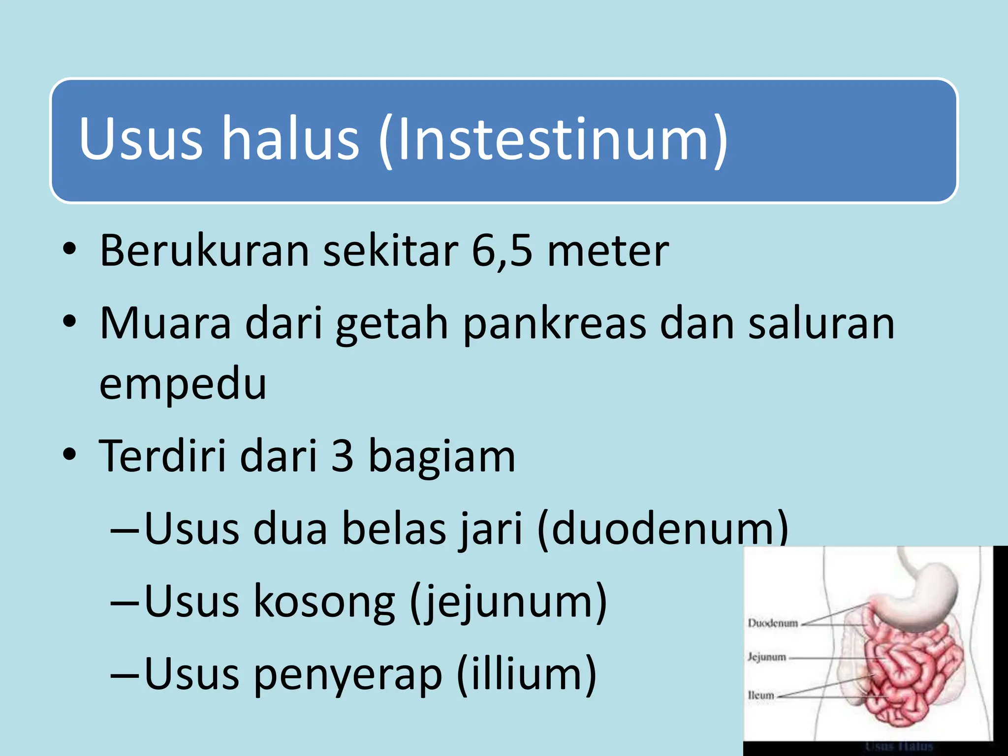 IPA-KELAS 8 - SISTEM PENCERNAAN PADA MANUSIA 2.pptx
