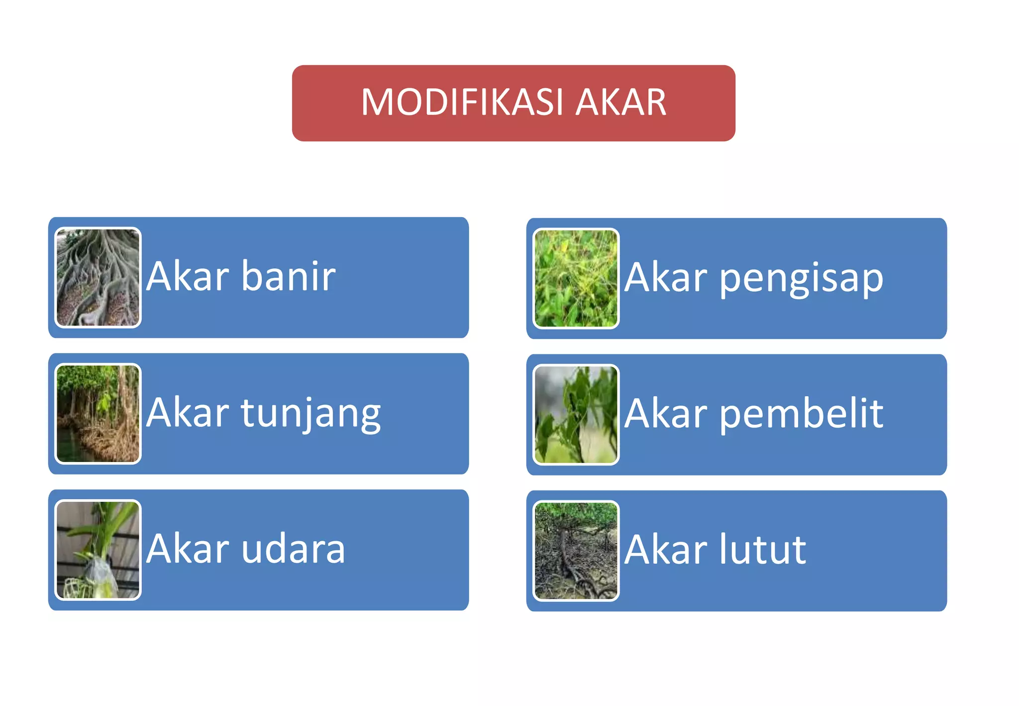 IPA-KELAS 8 - STRUKTUR DAN FUNGSI TUMBUHAN 1.pptx