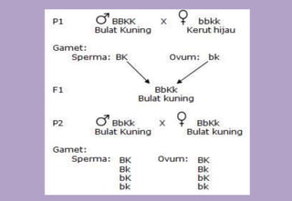 IPA-KELAS 9 nasional- PERSILANGAN DIHIBRID.pptx