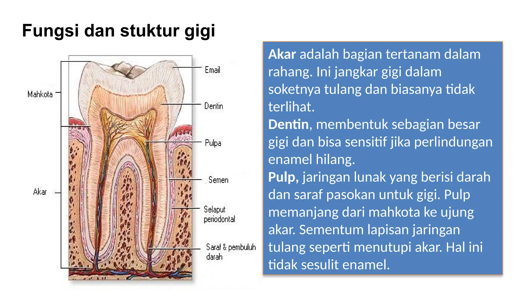 IPA-MATERI-STRUKTUR-DAN-FUNGSI-TUBUH-MANUSIASMP.pptx