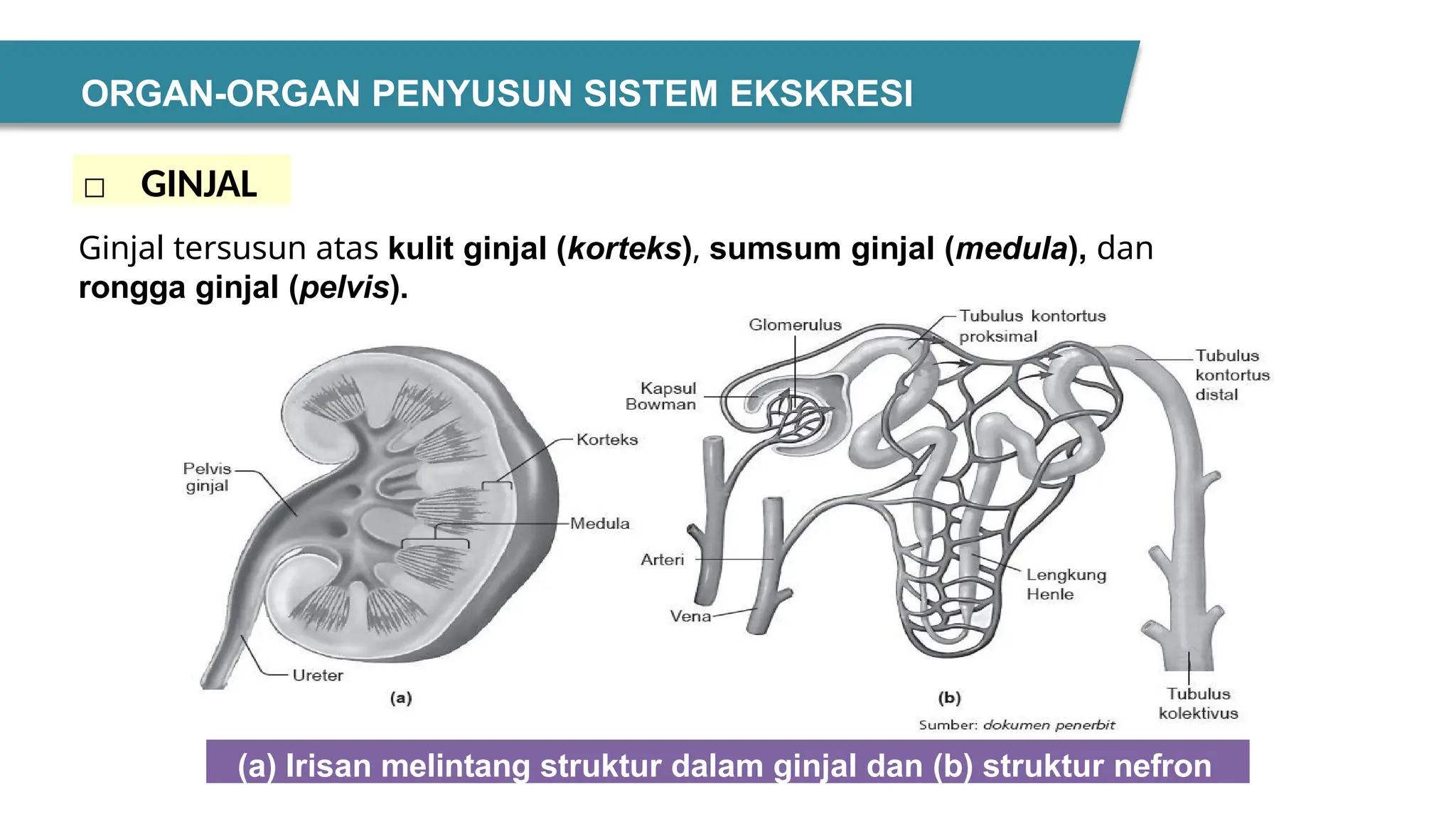 IPA-MATERI-STRUKTUR-DAN-FUNGSI-TUBUH-MANUSIASMP.pptx