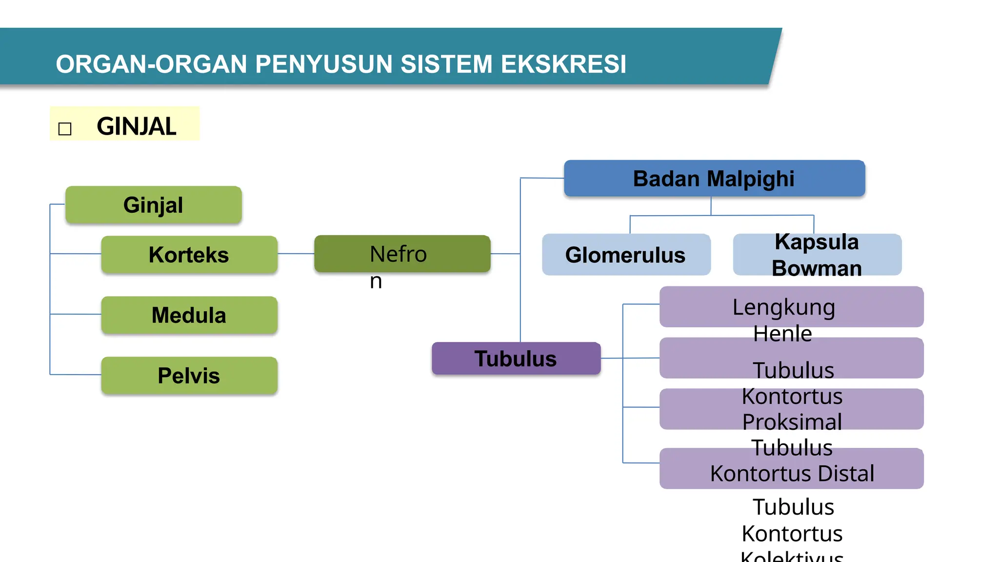 IPA-MATERI-STRUKTUR-DAN-FUNGSI-TUBUH-MANUSIASMP.pptx