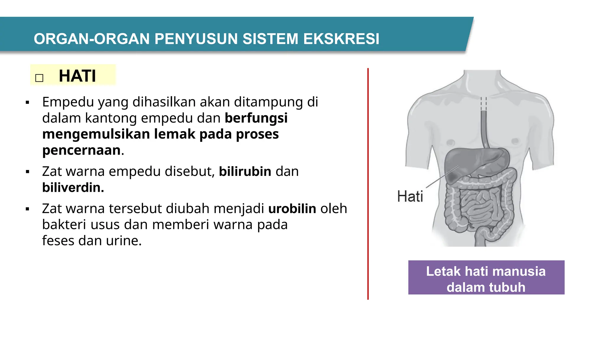 IPA-MATERI-STRUKTUR-DAN-FUNGSI-TUBUH-MANUSIASMP.pptx