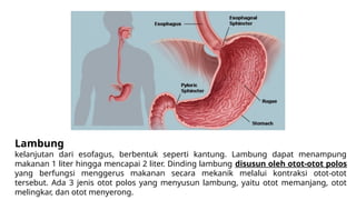 IPA-MATERI-STRUKTUR-DAN-FUNGSI-TUBUH-MANUSIA.pptx