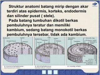 struktur-jaringan-tumbuhan.ppt