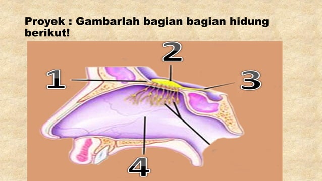 Materi IPA 4 - INDRA PEMBAU ( HIDUNG).pptx