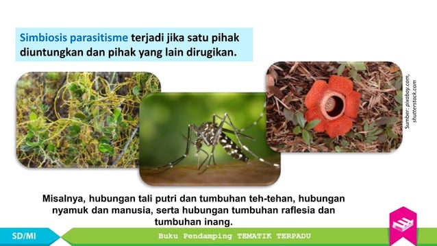 IPA 5 EKOSISTEM.pptx