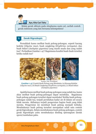 Ipa8 kd1-sistem gerak tumbuhan | PDF