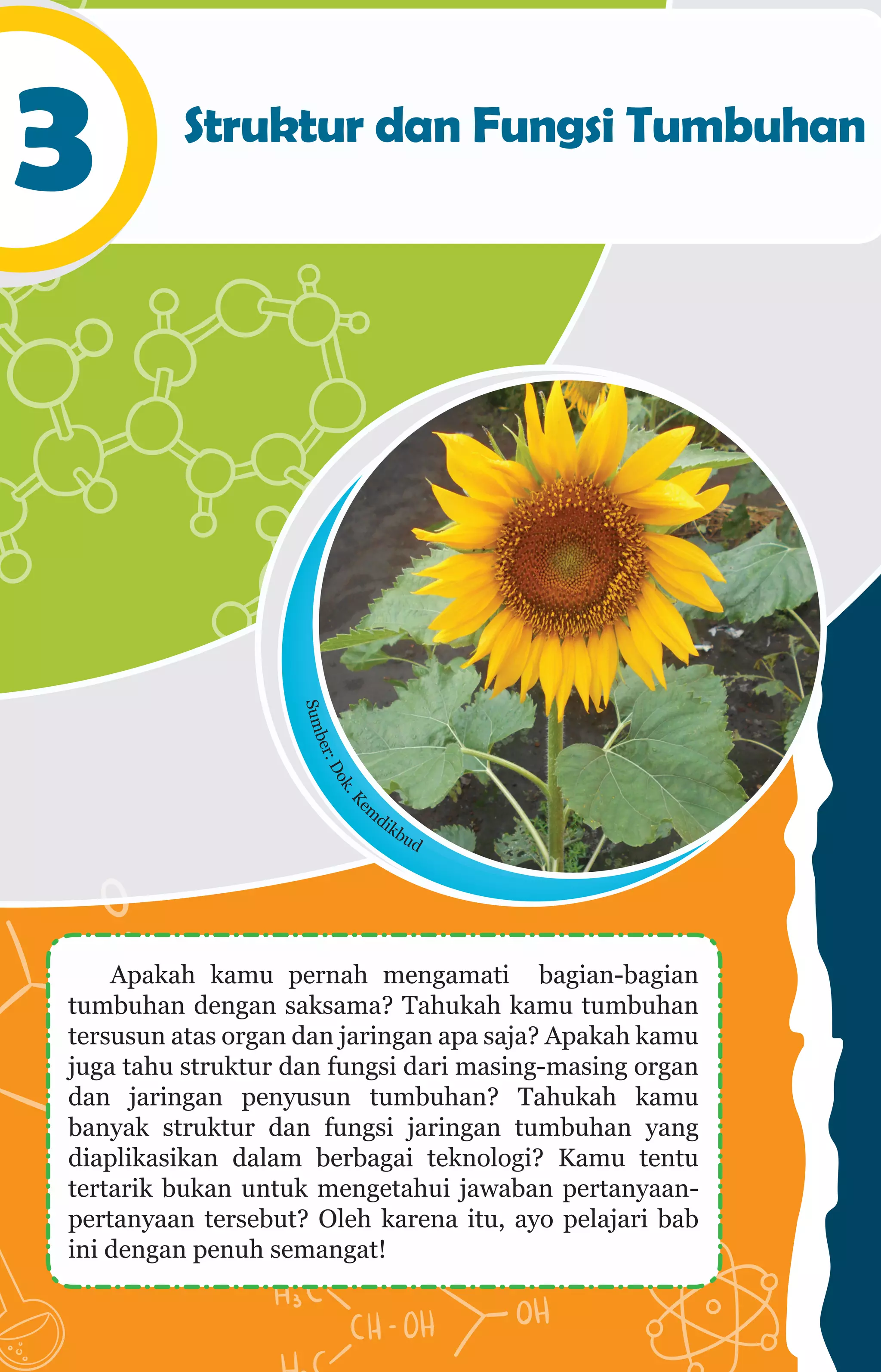 Ipa 8 kd4 struktur dan fungsi akar batang daun dan bunga | PDF