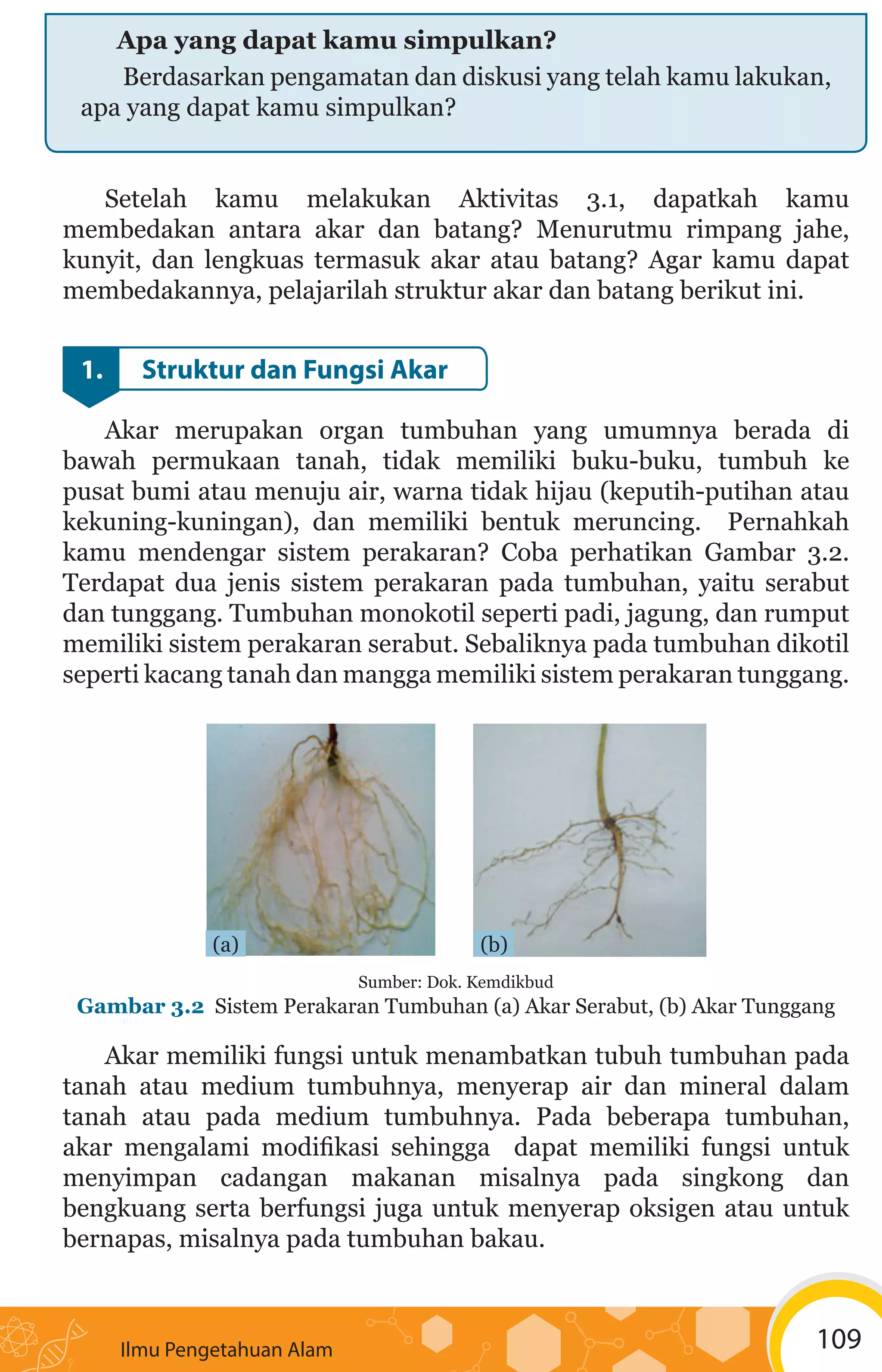 Ipa 8 kd4 struktur dan fungsi akar batang daun dan bunga | PDF
