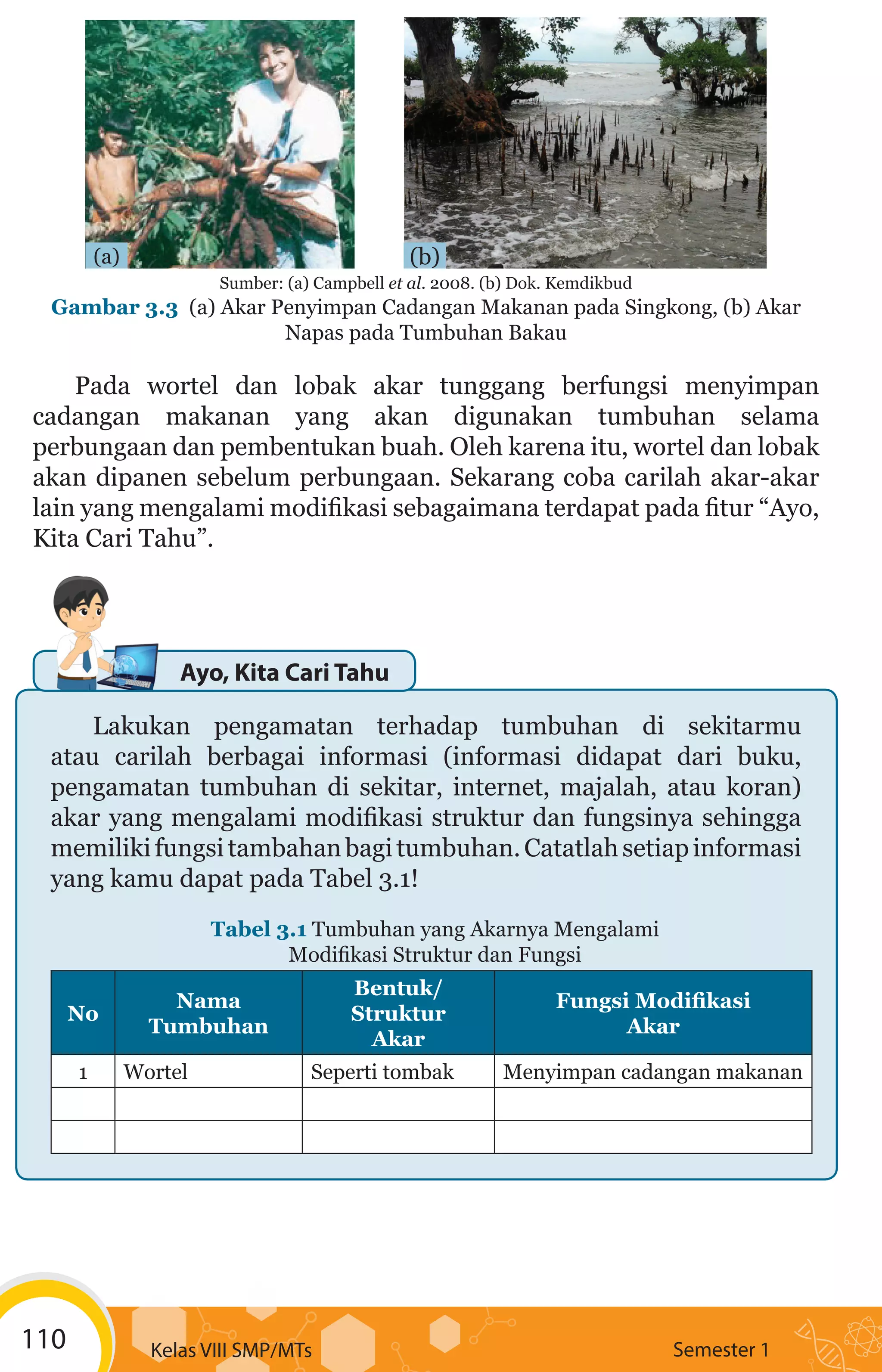 Ipa 8 kd4 struktur dan fungsi akar batang daun dan bunga | PDF