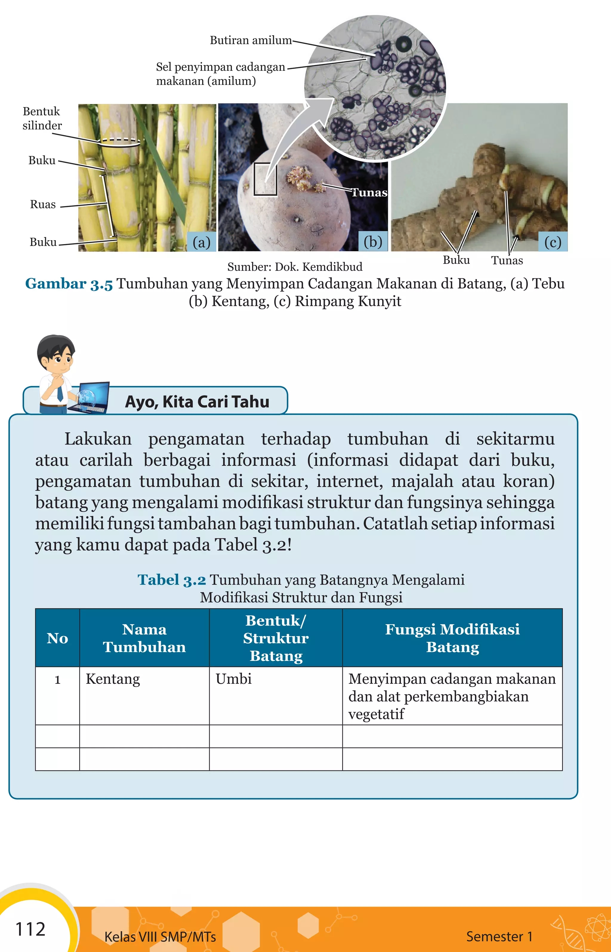 Ipa 8 kd4 struktur dan fungsi akar batang daun dan bunga | PDF