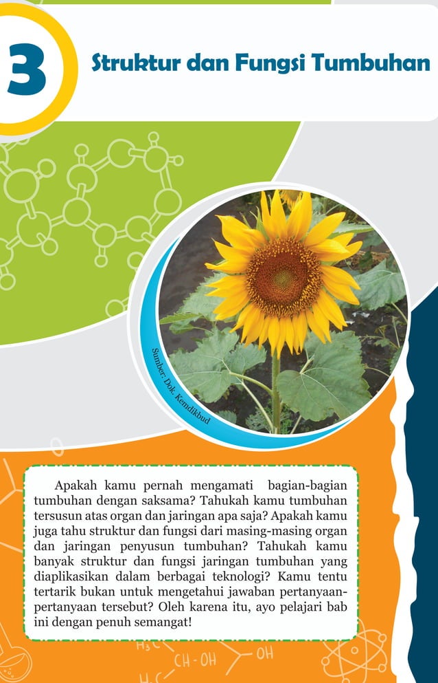 Ipa 8 kd4 struktur dan fungsi akar batang daun dan bunga | PDF