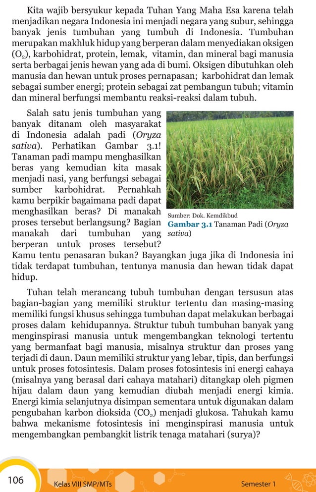 Ipa 8 kd4 struktur dan fungsi akar batang daun dan bunga | PDF