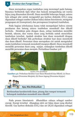 Ipa 8 kd4 struktur dan fungsi akar batang daun dan bunga | PDF