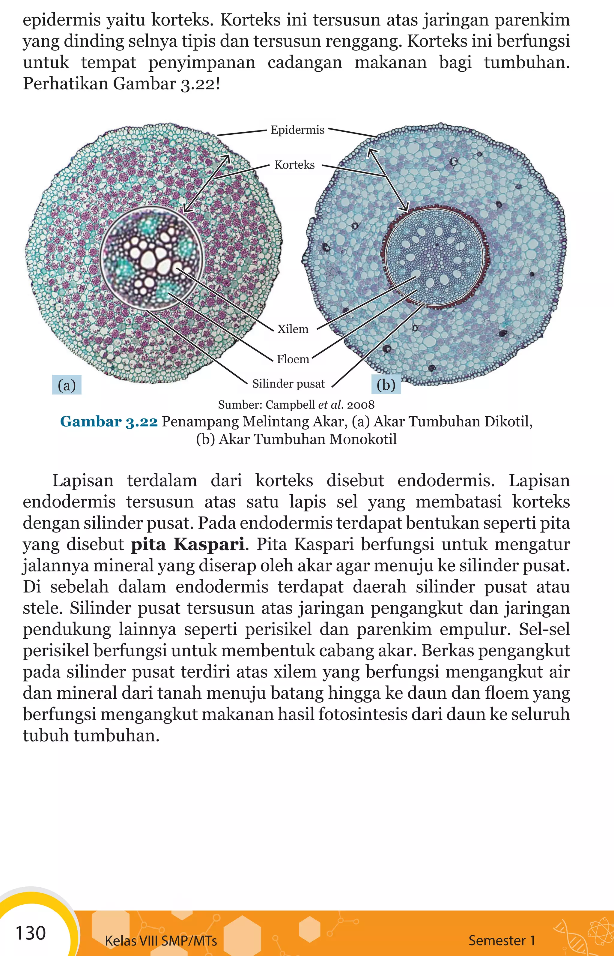 Ipa 8 kd4 struktur dan fungsi jaringan tumbuhan | PDF