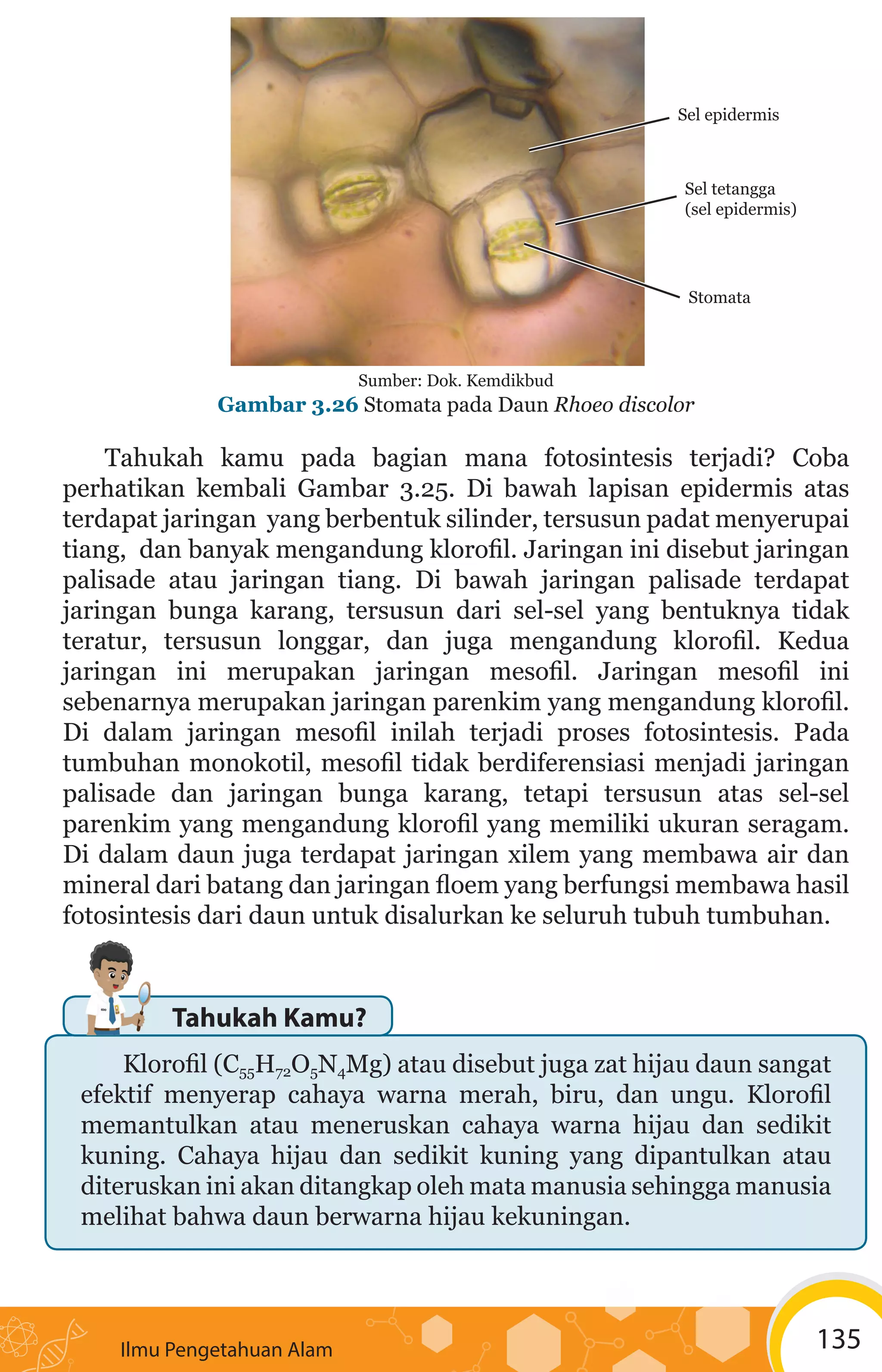 Ipa 8 kd4 struktur dan fungsi jaringan tumbuhan | PDF