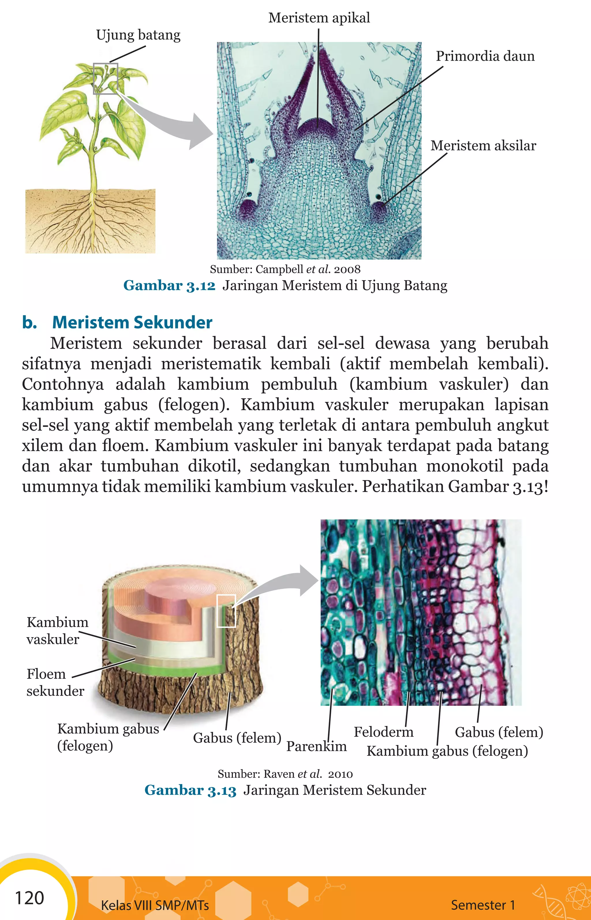 Ipa 8 kd4 struktur dan fungsi jaringan tumbuhan | PDF