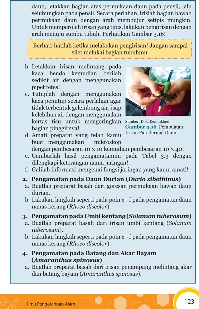 Ipa 8 kd4 struktur dan fungsi jaringan tumbuhan | PDF